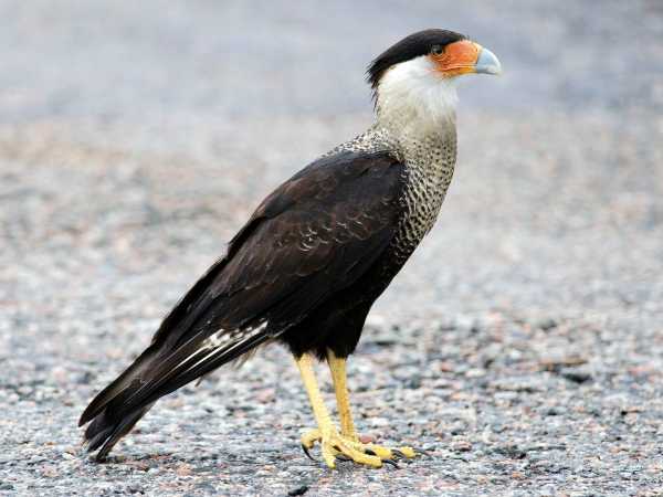 List Of Birds - WissenPoint