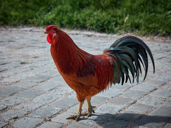 List Of Birds - WissenPoint